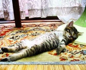 ADHD Low Energy, Fatigue and Tiredness Problems - Gain Back Energy